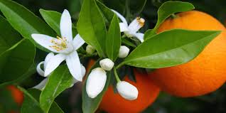 Are You Missing Out? 4 Neroli Oil Secrets That Everyone Should Know ...